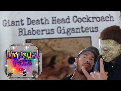 Opening the mystery box we won from 'Leah's unusual pets' - YouTube