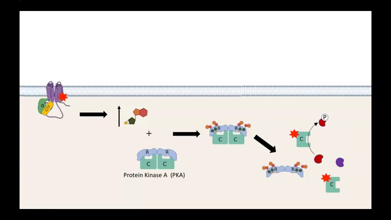 GPCR AC cAMP PKA pathway - YouTube