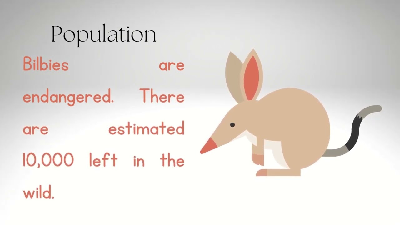 Interesting Facts About Bilby - YouTube