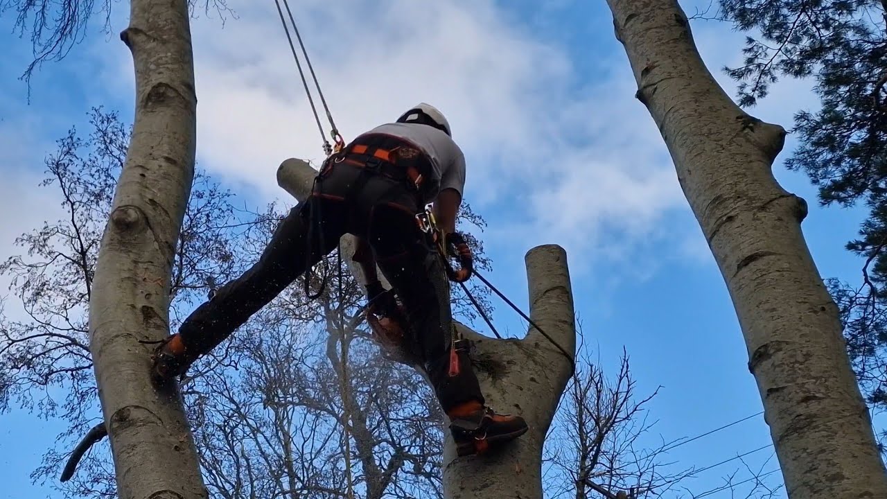HUGE Beech Tree Removal | Munros Maintenance Ep.31 - YouTube