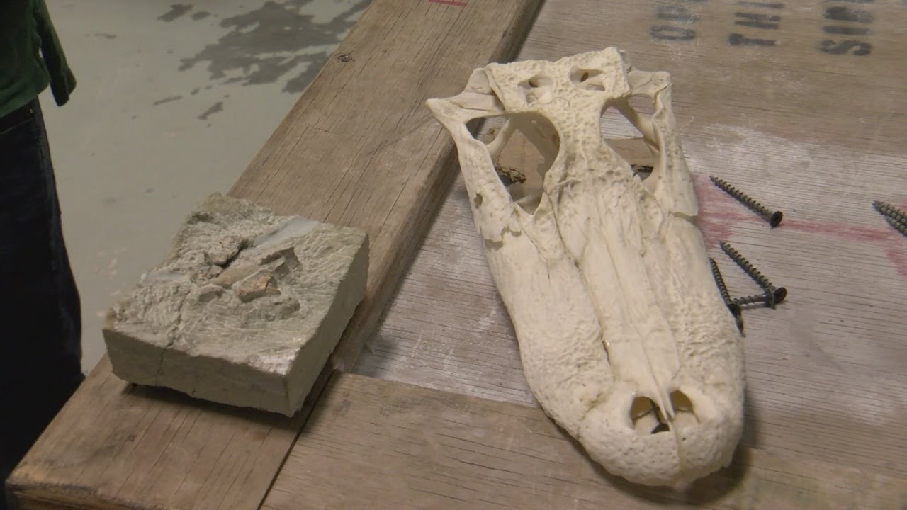 Hikers discover New Mexico's first Jurassic crocodile fossil - YouTube