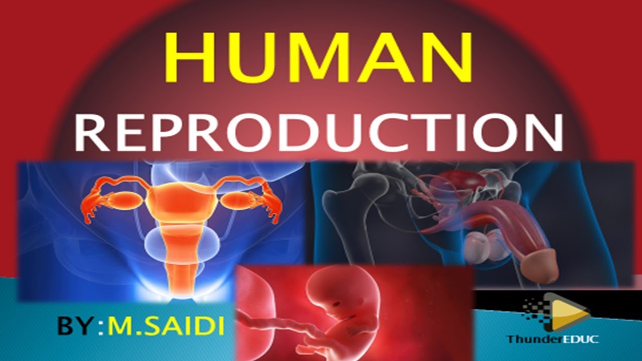 HUMAN REPRODUCTION CLASS 12 [GRADE 12 LIFE SCIENCE] THUNDEREDUC (MALE ...