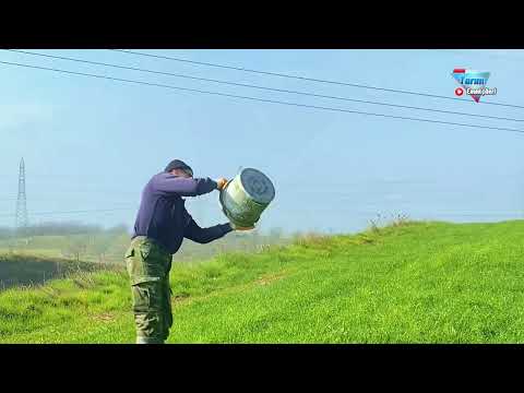 Buğday için ÜRE GÜBRESİ NE ZAMAN ATLIR ?