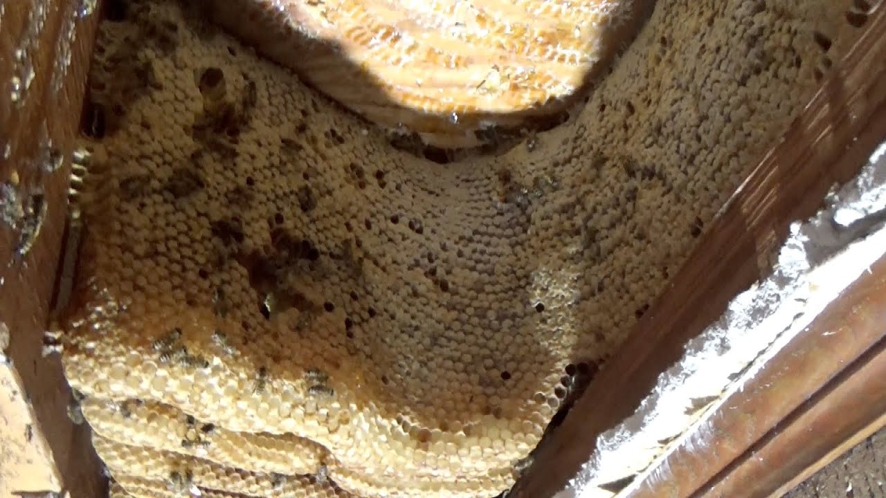 Curved honey comb in a ceiling. - YouTube