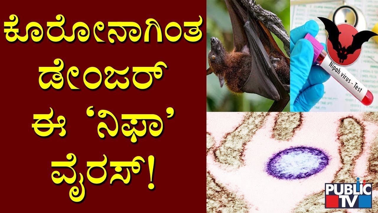 What Are The Symptoms Of Nipha Virus..? How To Prevent The Spread Of ...