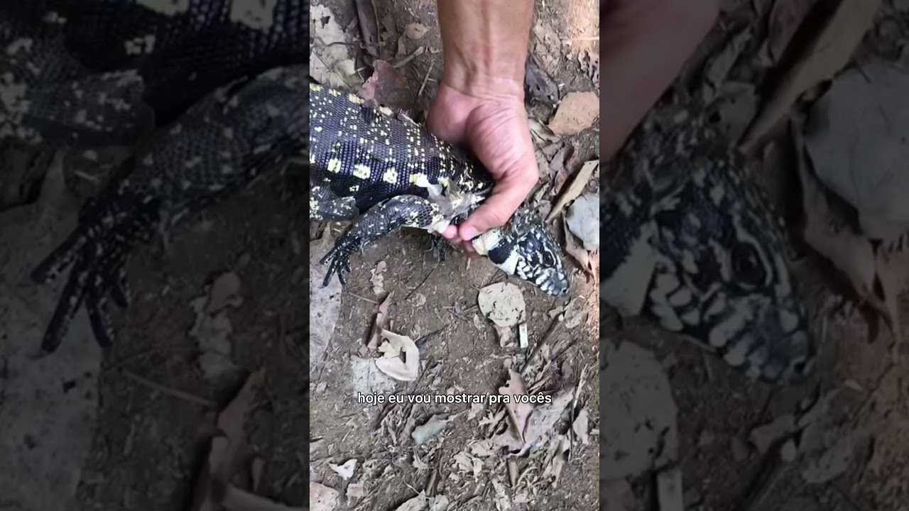 O MAIOR LAGARTO DO BRASIL! #shorts - YouTube