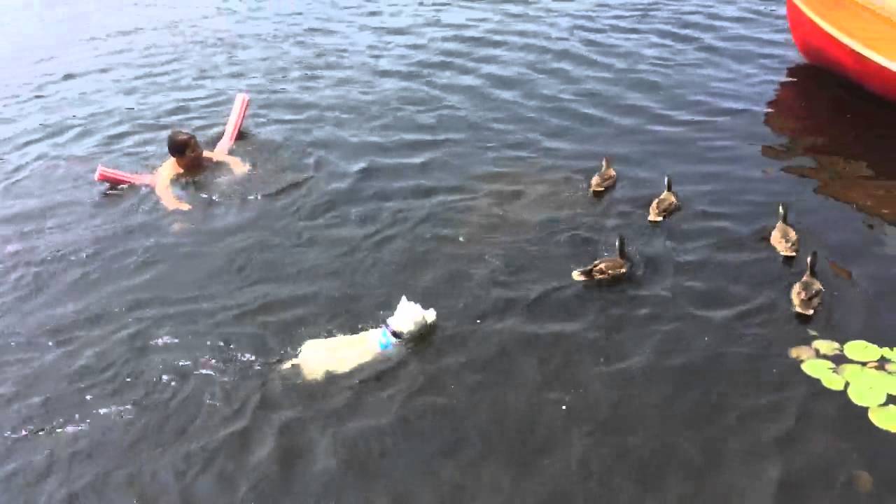 Westie duck hunting - YouTube