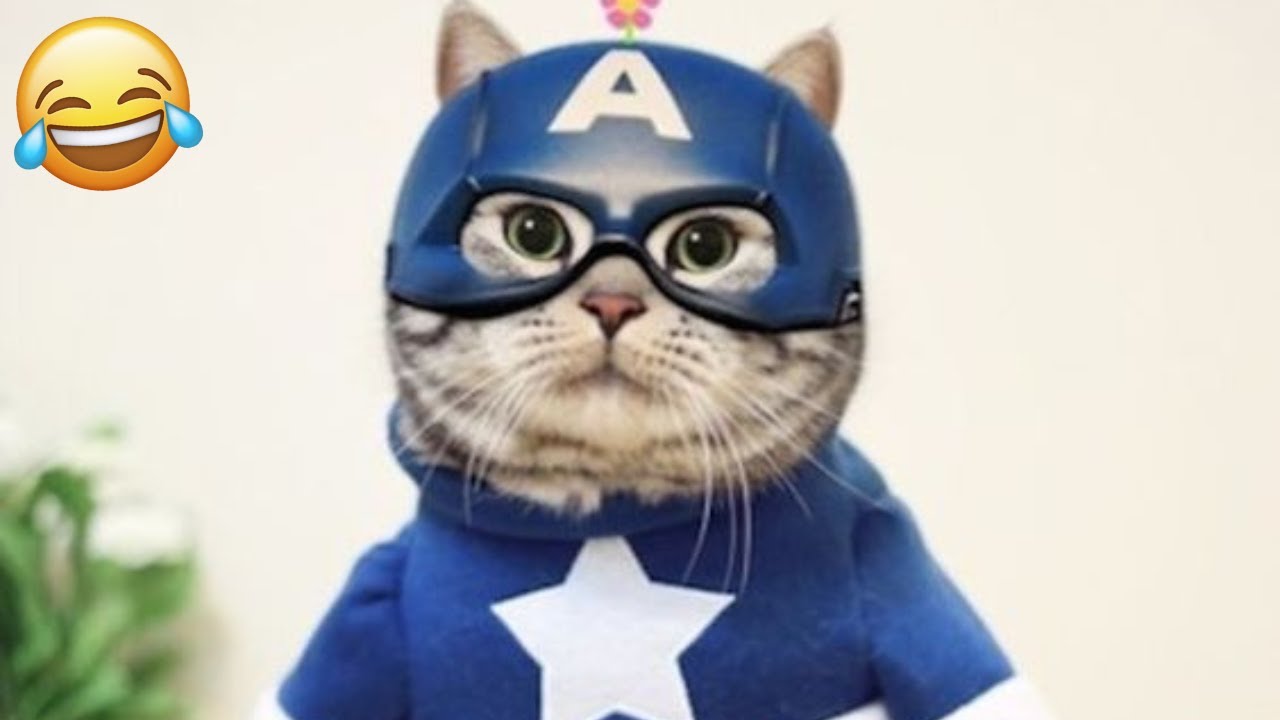 Funniest Animals 2023 | Funniest Cats and Dogs 😺🐶 | Funny Animal Videos ...