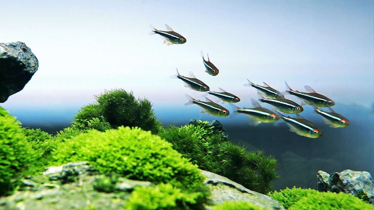 The 10 Beautiful Aquascapes at Aquarium Gardens - YouTube