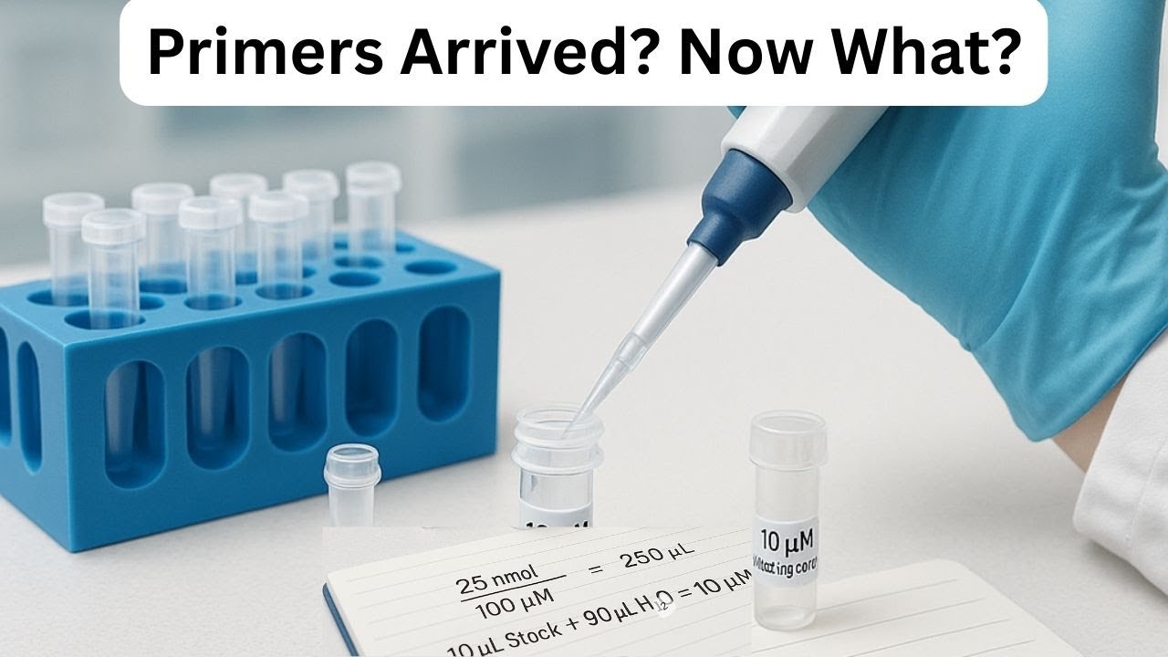 You Got Your Primers—Now What? (How to Reconstitute & Dilute) - YouTube