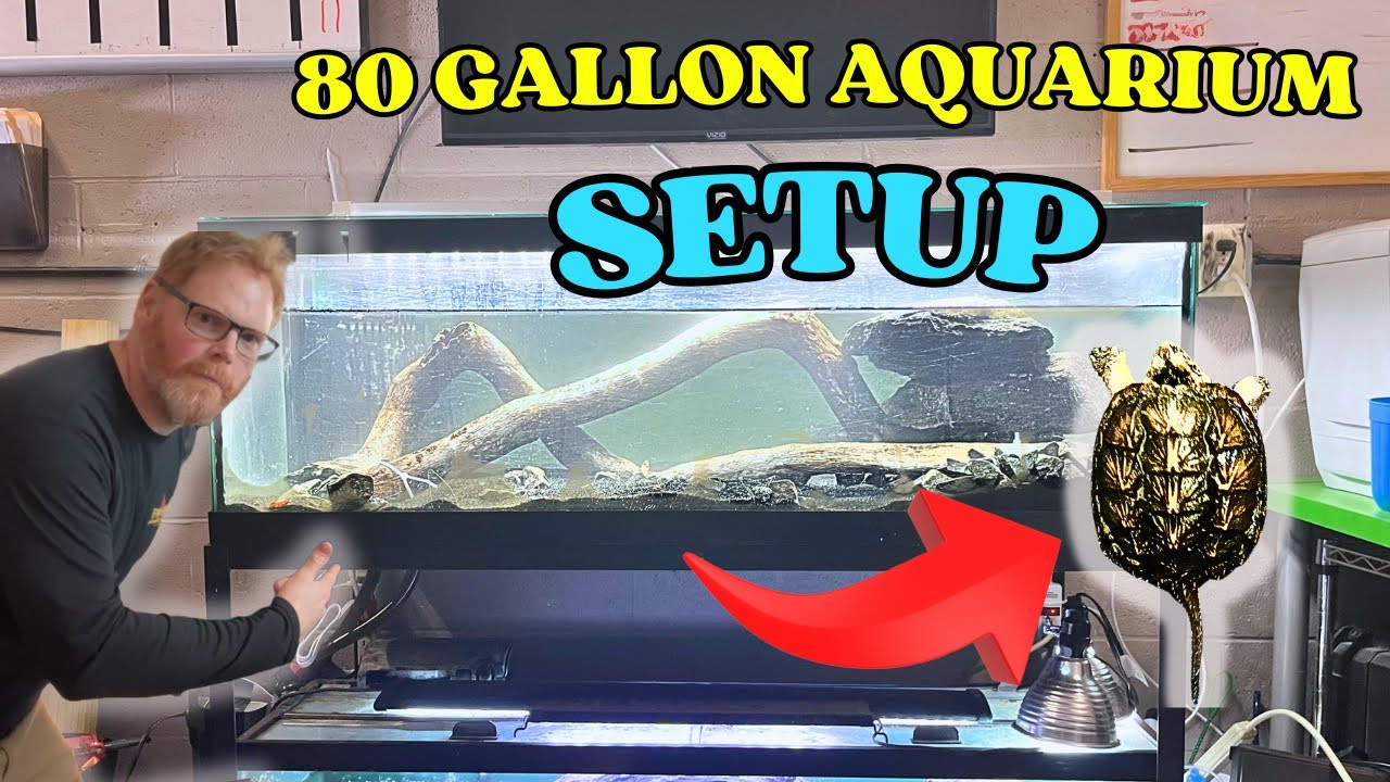80-GALLON AQUARIUM Setup for SNAPPING TURTLES! 🐢🔥 - YouTube