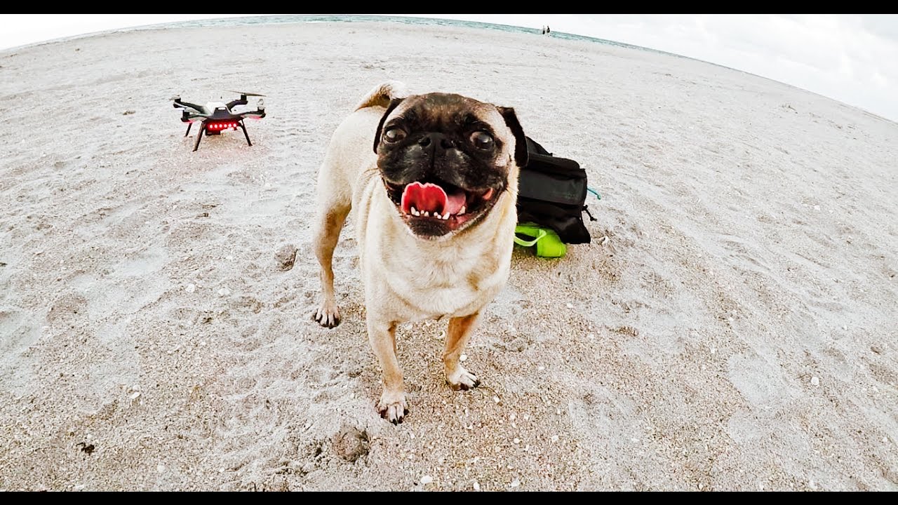 Pug vs Drone - YouTube