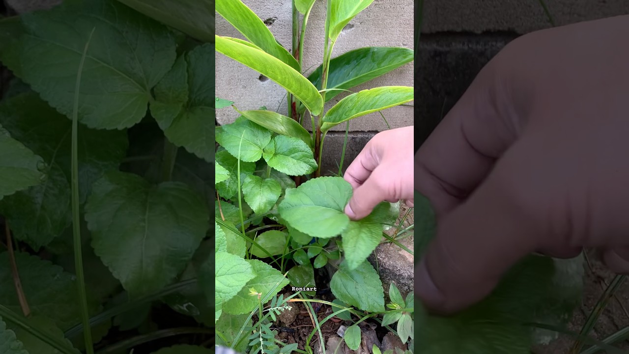 Detik detik merubah daun menjadi uang seratus ribu #magic #tricks # ...