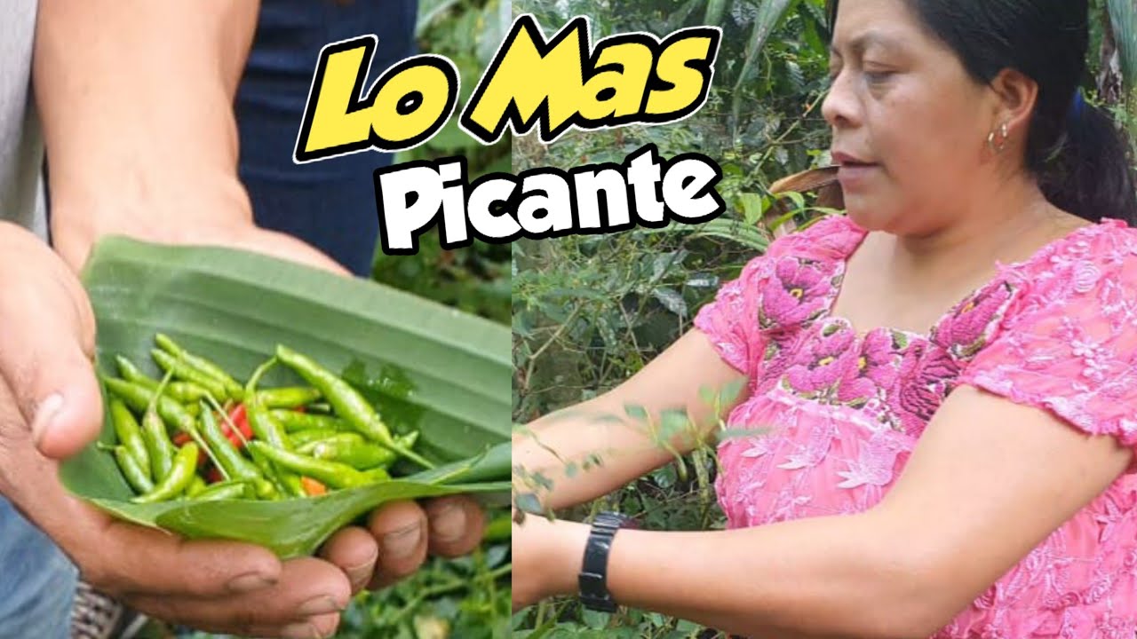 Éste es el Chile Más Picante de La Región / Chile Diente de Perro - YouTube