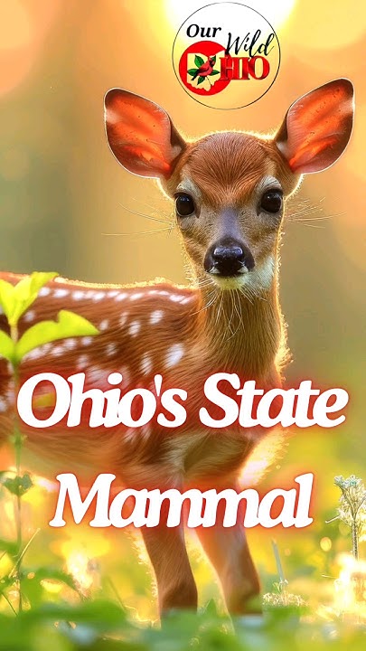 Uncover Ohio's Amazing State Mammal! - YouTube