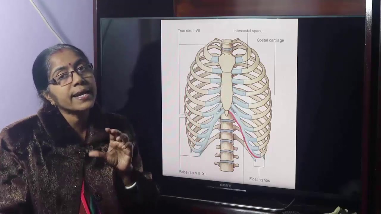 Lecture On Eleventh And Twelfth Rib - YouTube
