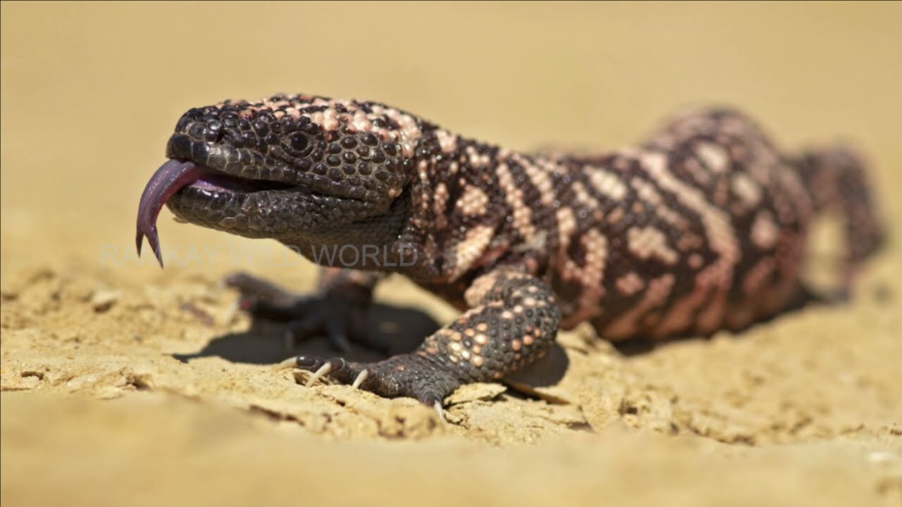 World's Deadliest Big Monster Lizards | Ramkay Wild World - YouTube