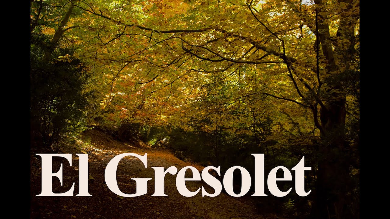 Autumn Colours in a Catalonian Forest - YouTube