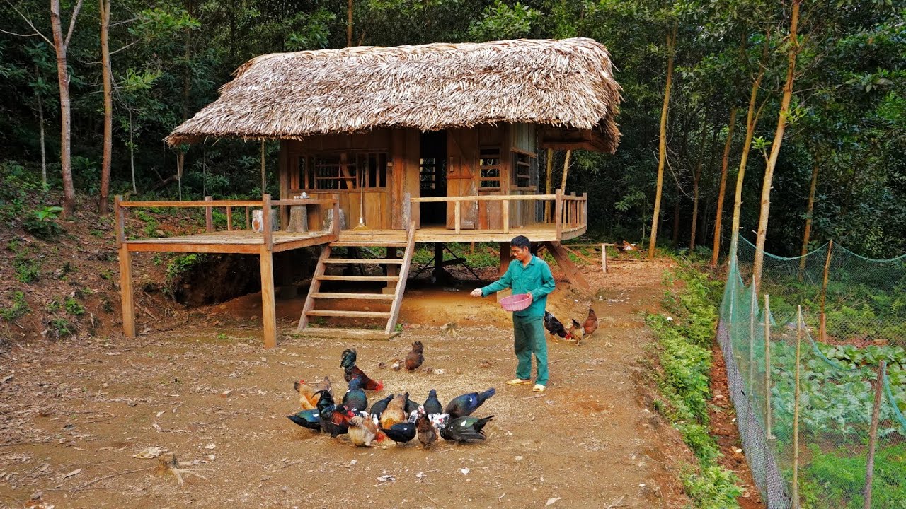 Take care of newly hatched chicks, make wooden floors, building life ...