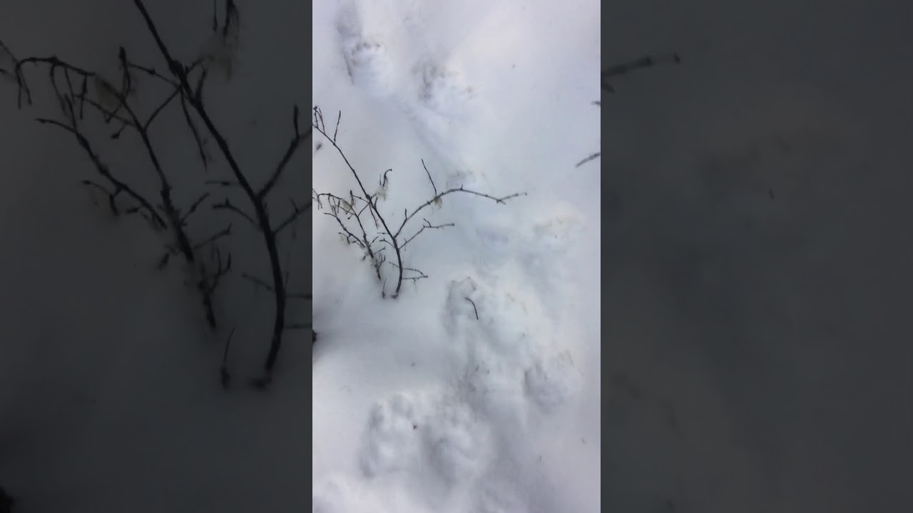 Wolverine tracks - YouTube