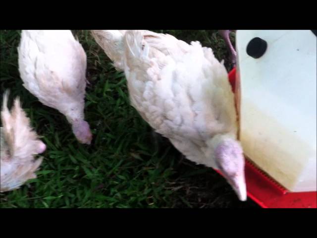 Hoop Houses For Turkeys