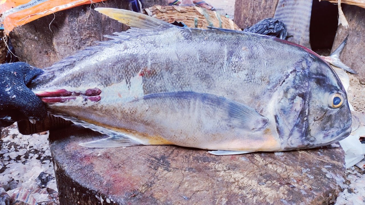 trevally fish cutting skills 🔪 - YouTube