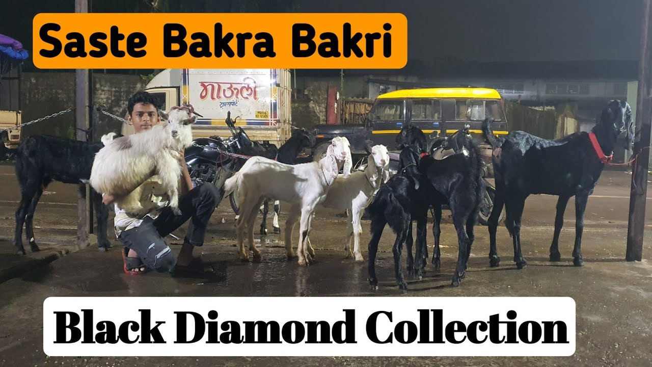 Saste Bakra Bakri Sojat Kota Beetal Goats | Black Diamond Goat ...