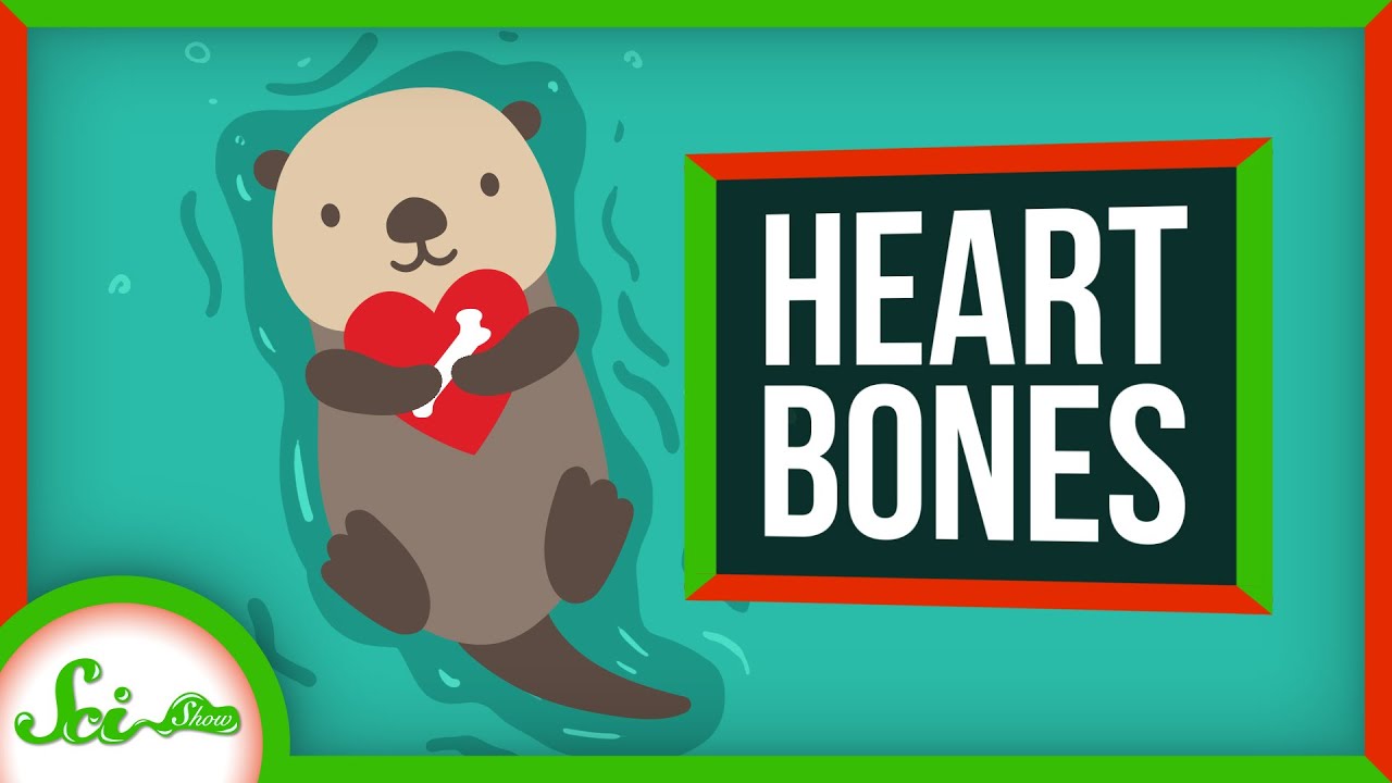 Why River Otters Have Bones… In Their Hearts - YouTube