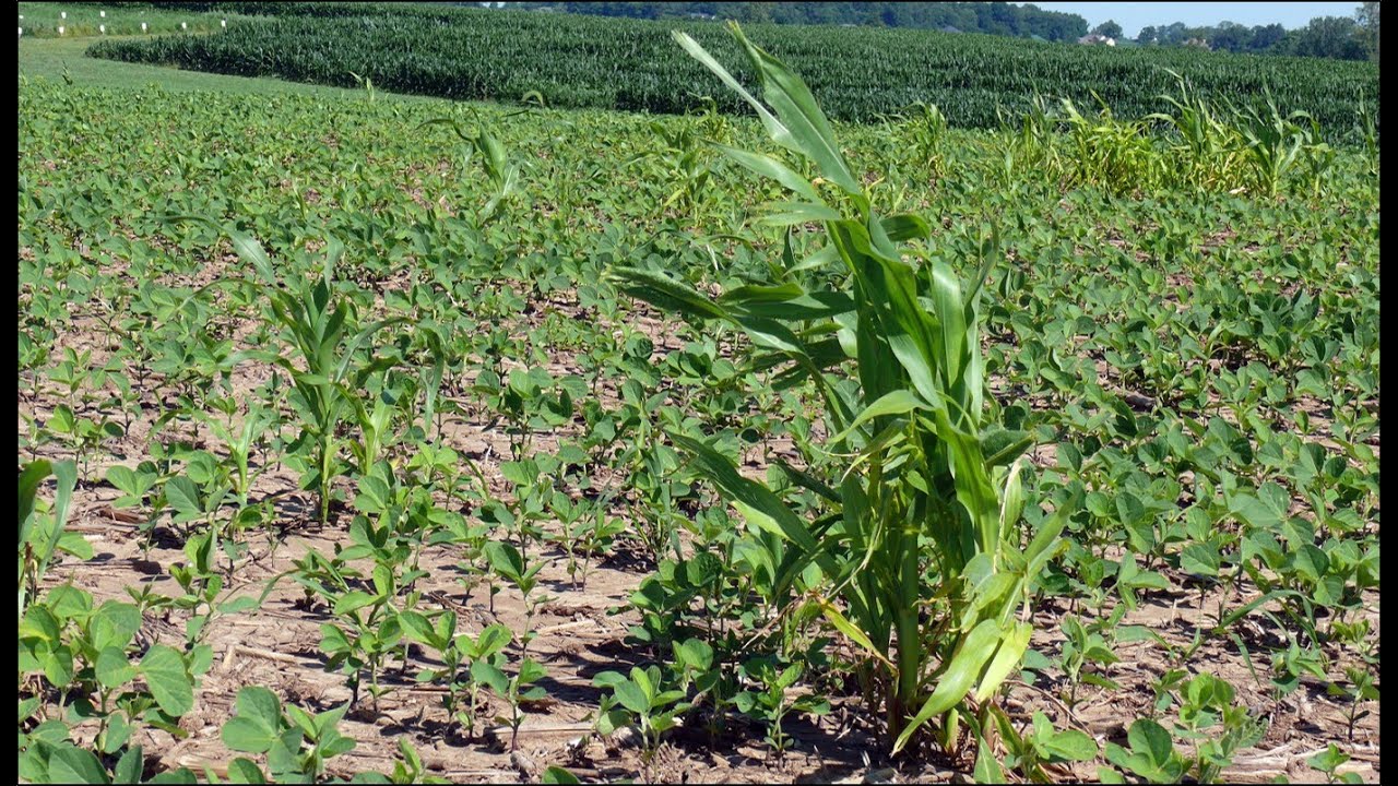 Antagonism of ACCase Inhibitor Herbicides Used in Xtend Soybean Systems ...