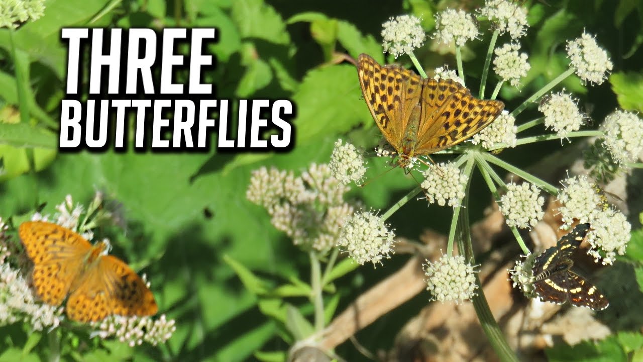 Three Butterflies - YouTube