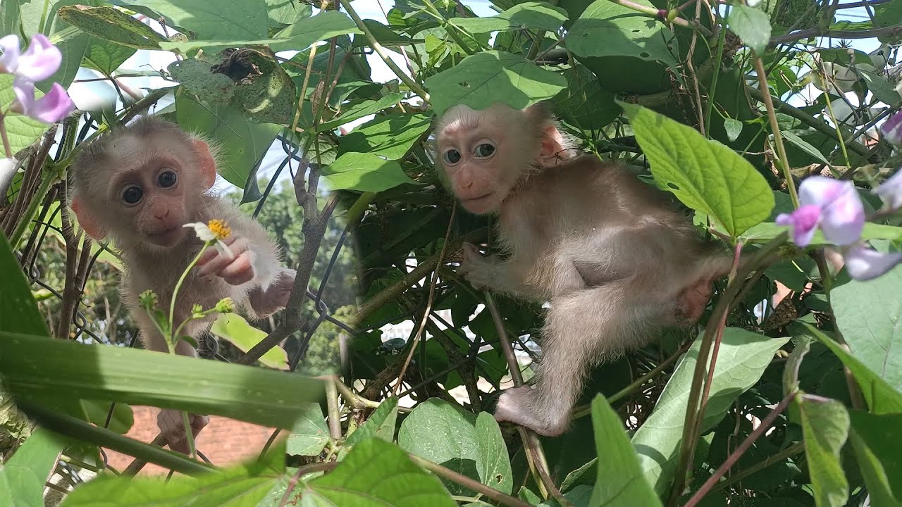Baby monkey Zim started to go out and explore nature | Zim Family - YouTube