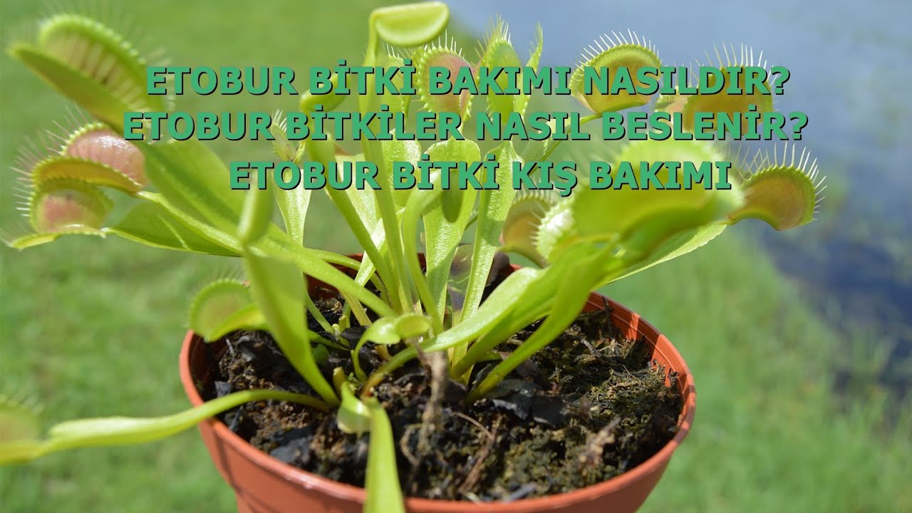 Etobur Bitki Bakımı Etobur Bitki Nasıl Beslenir? Etobur Bitki Böcek ...