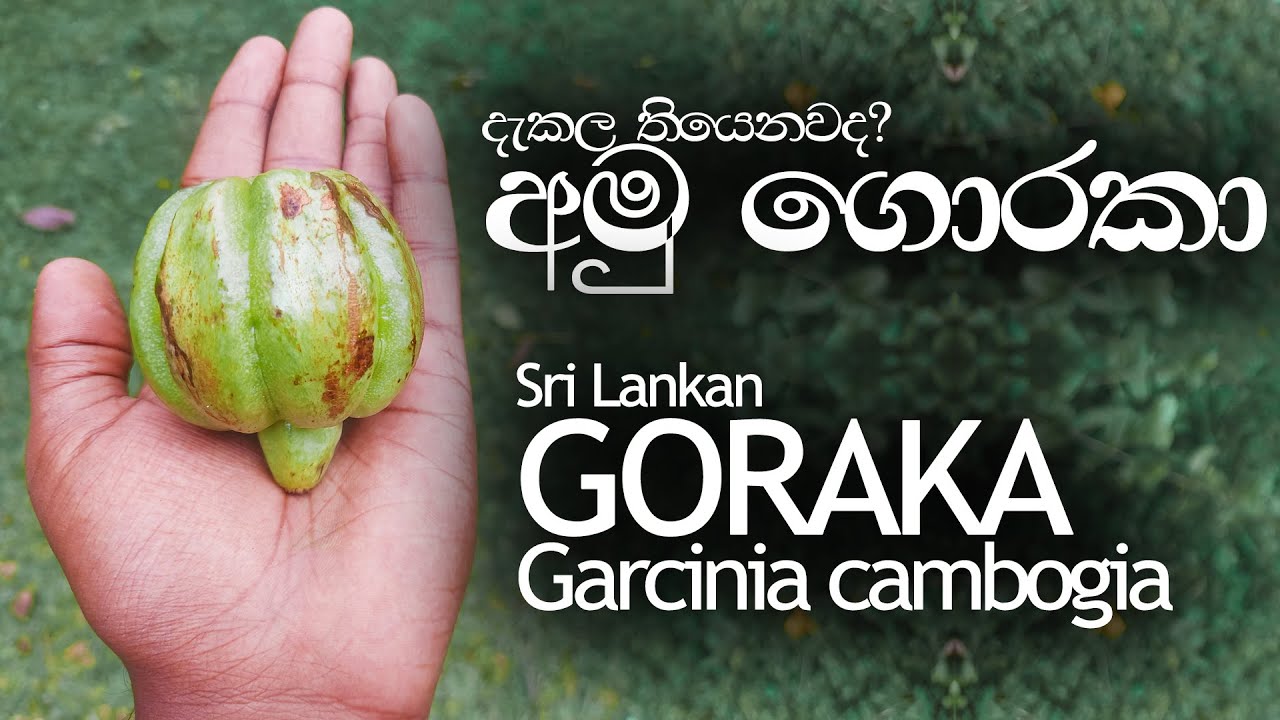 Sri Lankan Raw GORAKA | ගොරකා - Garcina cambogia , Fruit and Tree ...