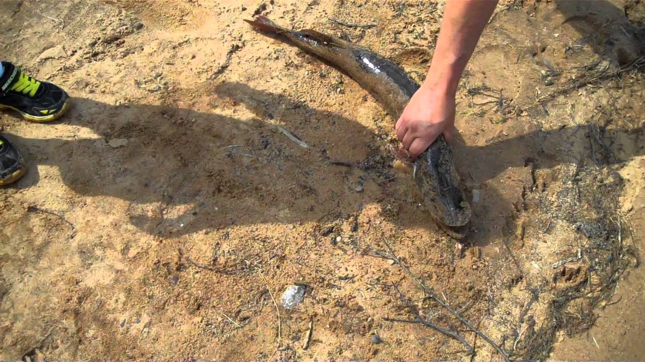 Seve Northern Pike Rainbow Flowage - YouTube