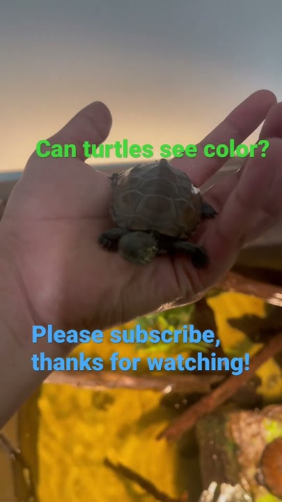 Can turtles see colors? #turtle #trending #cuteturtle #baby turtle # ...