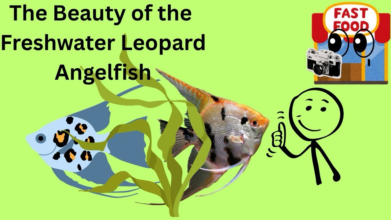 Freshwater Leopard Angelfish - YouTube
