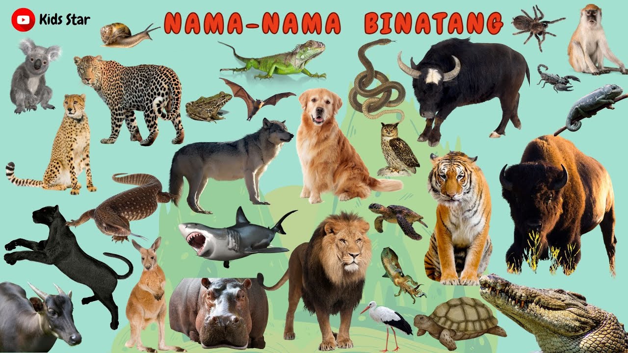 BELAJAR MENGENAL NAMA BINATANG | BELAJAR NAMA HEWAN | BELAJAR NAMA ...