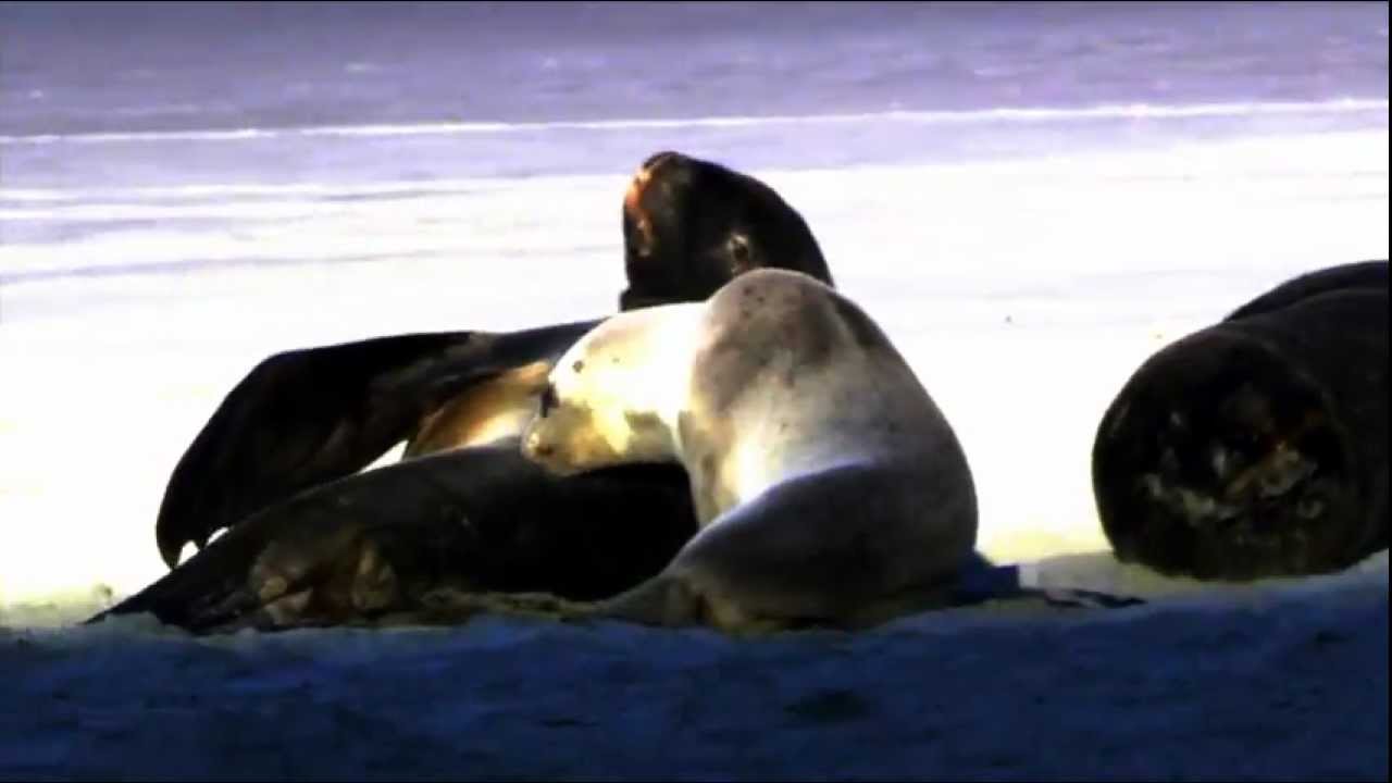 Juin sur BioFOCUS Magazine - YouTube