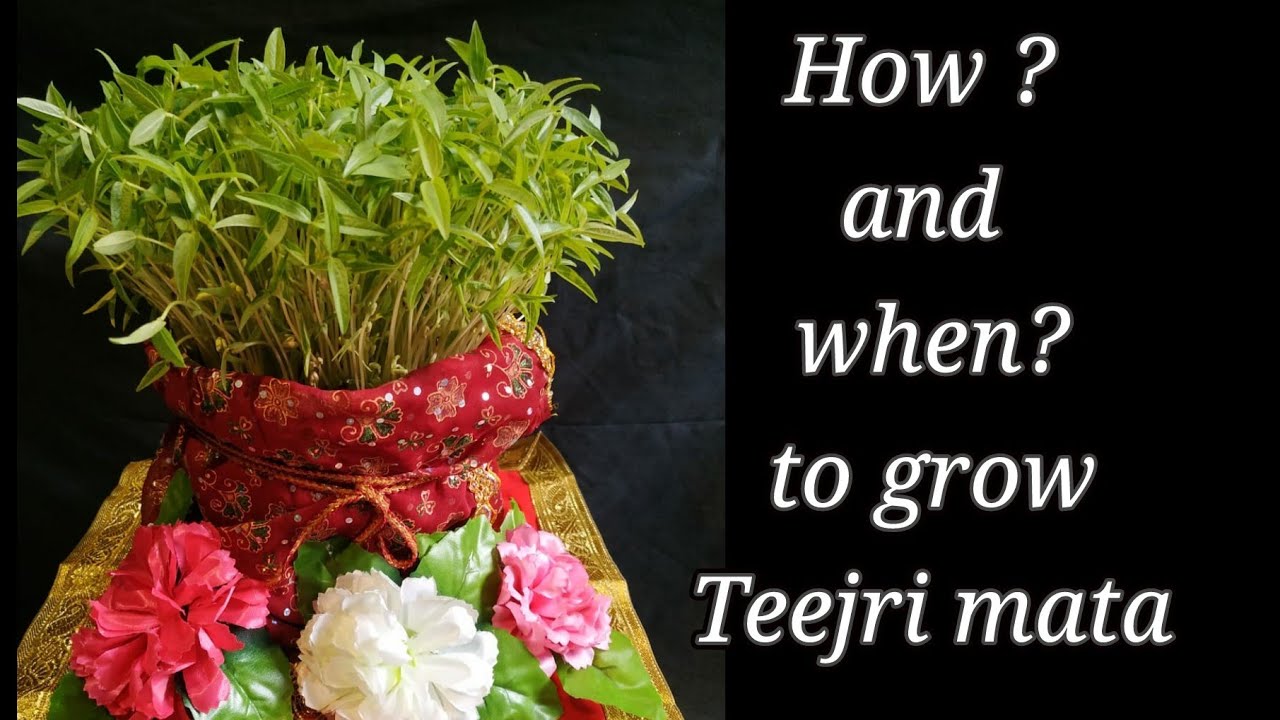 How to grow Teejri mata, Teejri mata kaise grow karen, Teejri mata ...