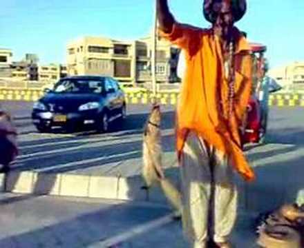 Snake & Weasel Fight in Karachi - YouTube