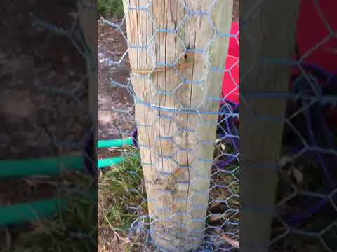 Build, construct a rabbit mesh, netting fence - Bob the Fencer - YouTube