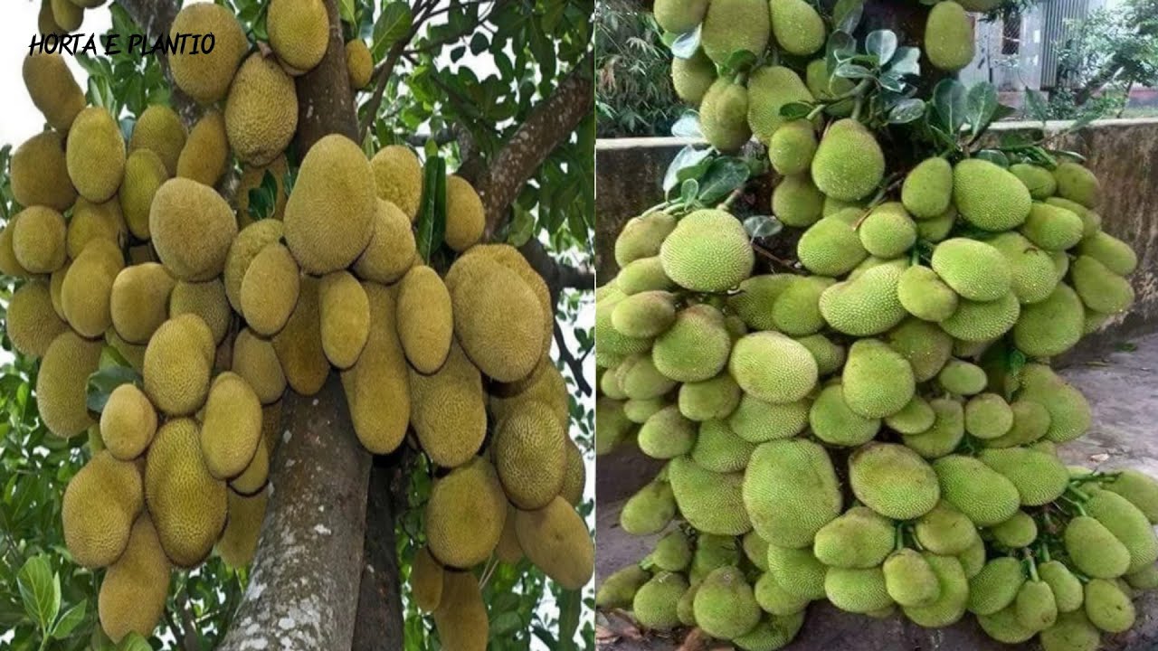 como fazer mudas de jaca pelo processo de estaquia 100% funcional - YouTube