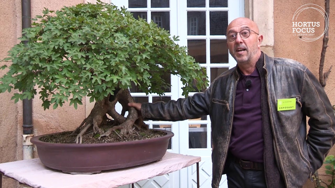 Découverte : bonsaï passion, avec Pierre Legay - YouTube