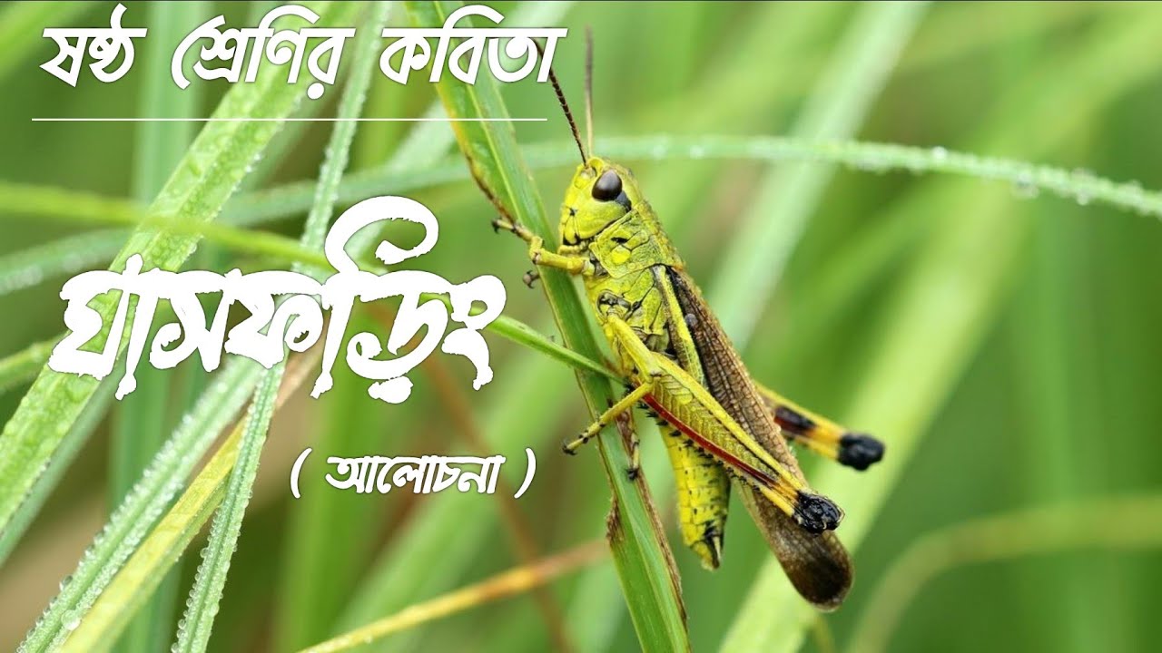 ঘাসফড়িং কবিতা ষষ্ঠ শ্রেণি অরুণ মিত্র,ghas foring class 6 wbbse - YouTube