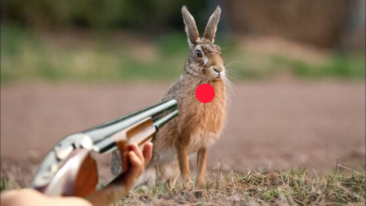 Wild rabbit hunting - YouTube