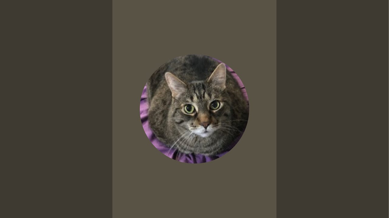 Here Chippy Chippy! - YouTube