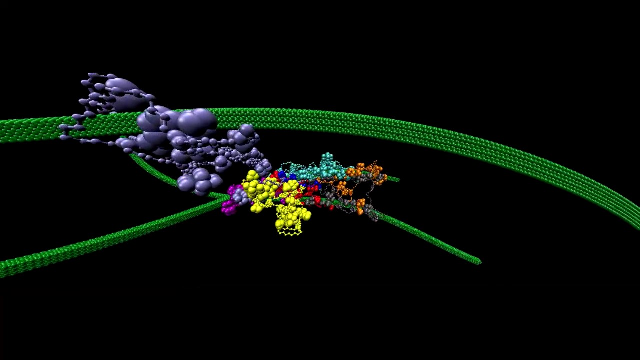 Coarse-Grain Model of Complex Cellulosome - YouTube