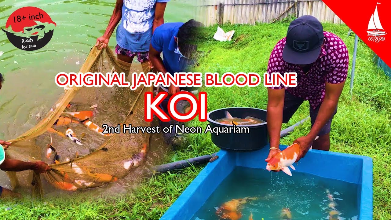 yaathrika - Original Japanese Blood Line Koi - part 2 - YouTube