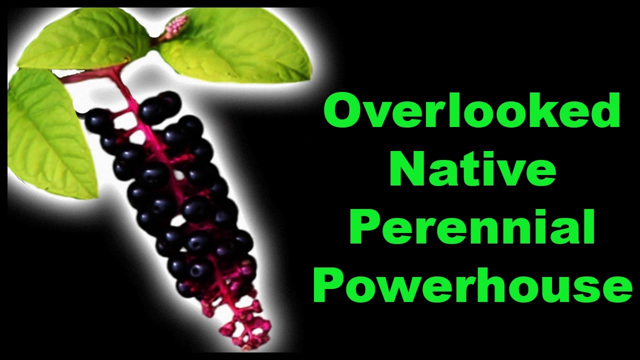 Pokeweed Facts That Will Amaze You! - YouTube