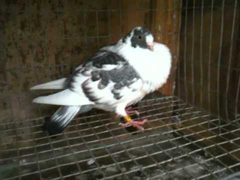 buchon cubano hembra - YouTube